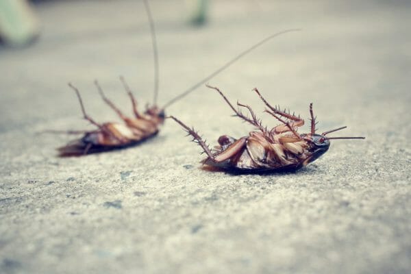 Pest Control Company in Tulsa, Oklahoma