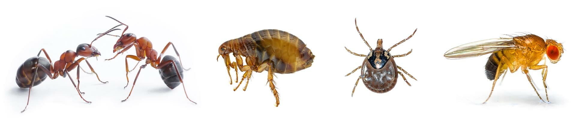 Pest Control Services | Xtreme Pest Management