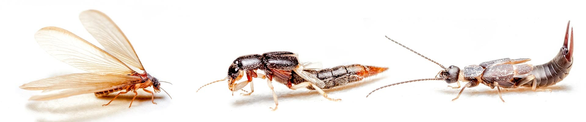 Pest Control Services | Xtreme Pest Management